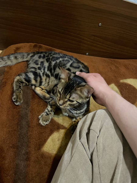 продоём бингальскую кошку