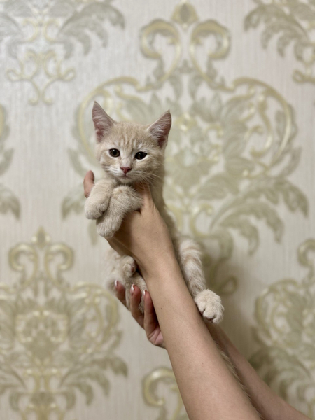 Отдадим котят в хорошие руки