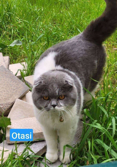 Skotish fold qiz bola