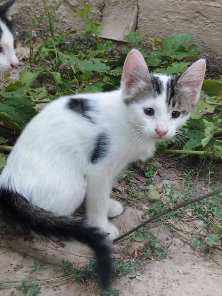 Котята в хорошие руки
