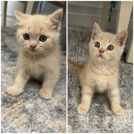 Котята британский страйт