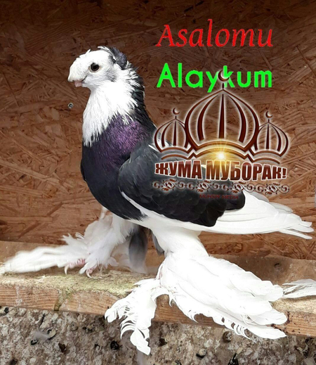 Голуби , кабутар, кафтар , kaftar , kabutar