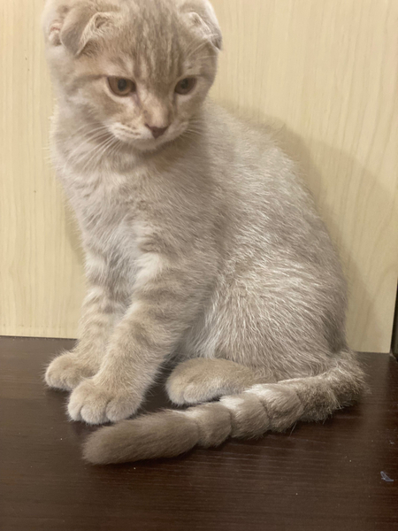Продаю вислоухого котенка