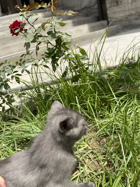 Продается котёнок скотиш страйт