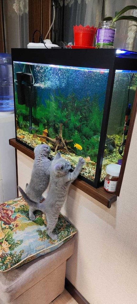 СРОЧНО! Продаются котята Скоттиш Фолд и Скоттиш Страйт!
