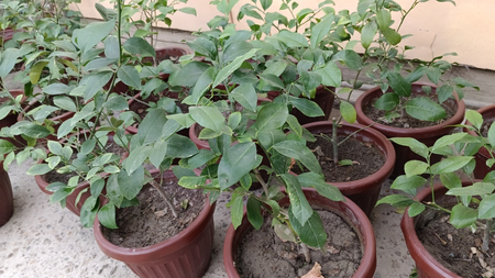 Limon ko'chatlari