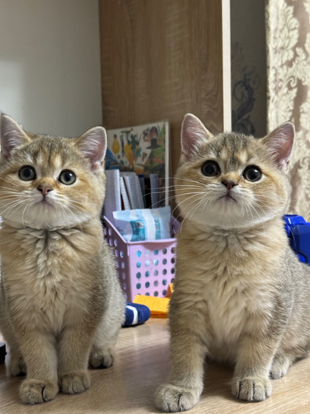 Продаются котята