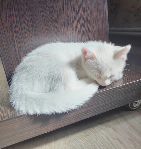 Продается кошечка