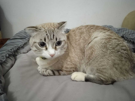 Шотландский вислоух кот
