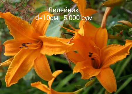 Продаю садовую рассаду