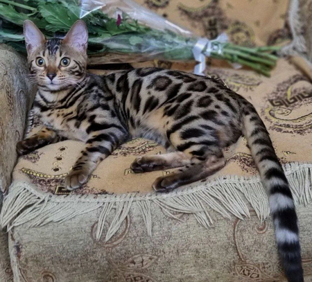 Бенгальские котята