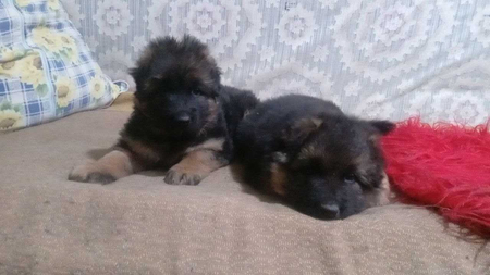 Продаются клубные щенки немецкой овчарки д/ш