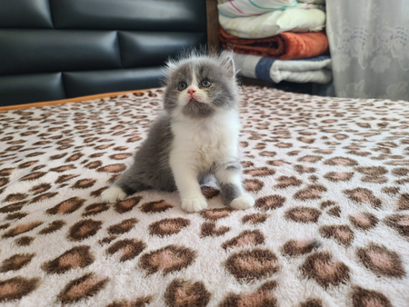 Продаётся котёнок