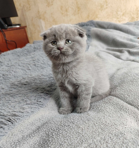 шотландские котята