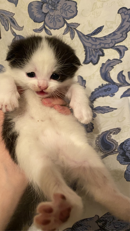 Котёнок скотиш фолд