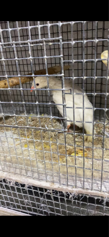 ок каклик мода сайрайди