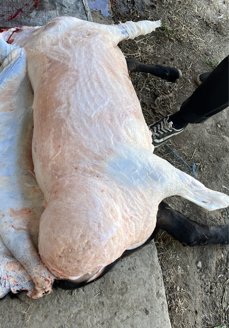 Halal Servis қассоб, тирик қўйлар, калла поча