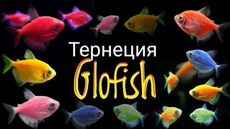 Тернетция котта размер