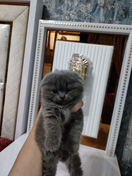 Продаются красивые котята