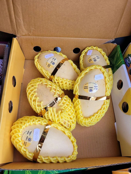Mango kuchatlari bor alvonso sorti