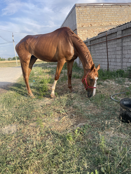 Ot sotiladi biya zodi Hanover nemis oti yoshi 8.9 atrofida soglom