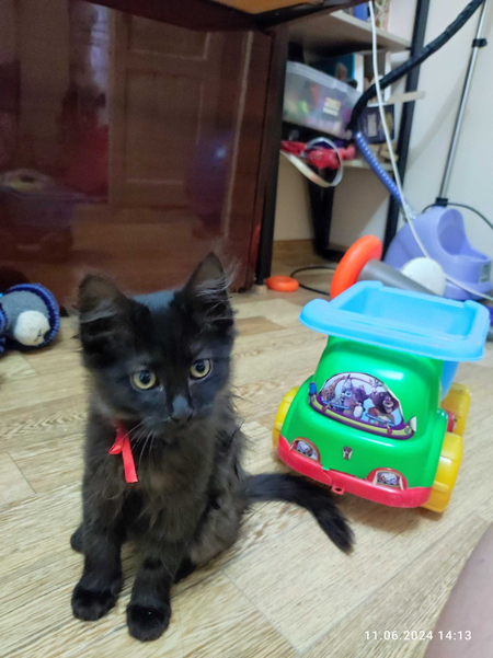 Котенок домашний
