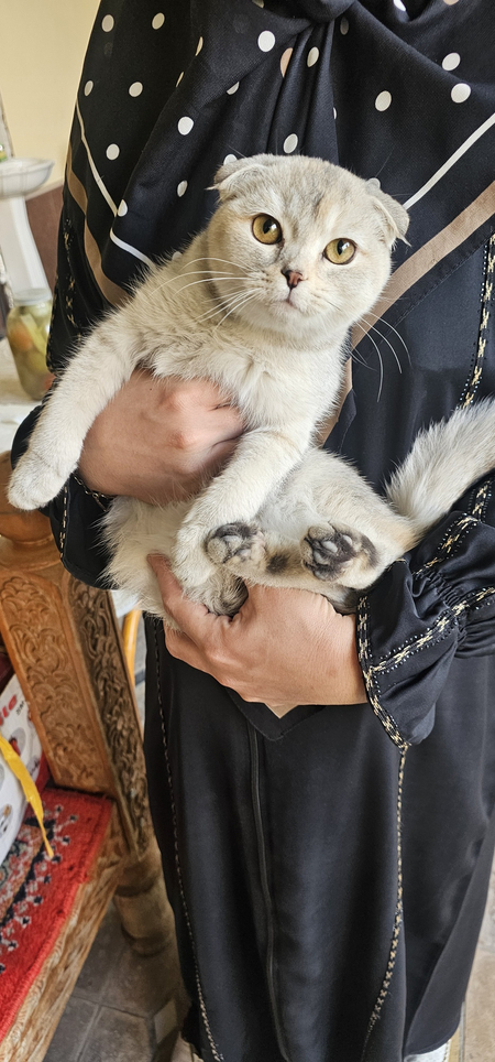 Котёнок 8 месячный шотландский породы
