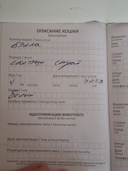 Кошка продаётсья!!!
