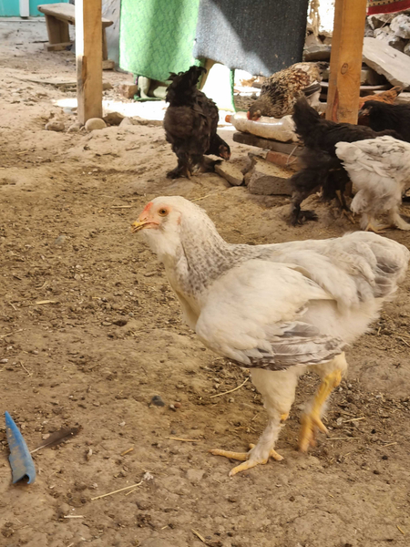 Продам домашние куры