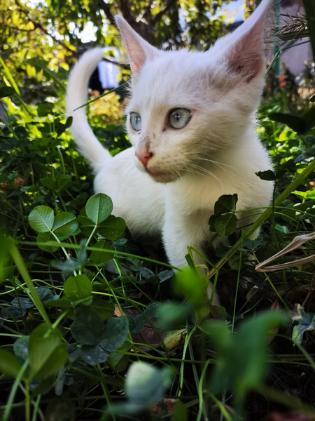 Котята бесплатно