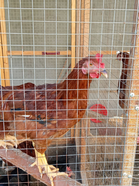 Hashaki xoʻroz 5 oylik