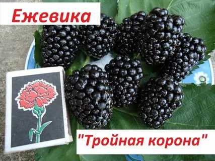 Сортовые Саженцы Ежевики Без Шипов