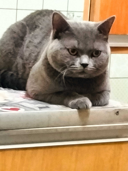 Скоттиш страйт голубого окраса ищет невесту для вязки