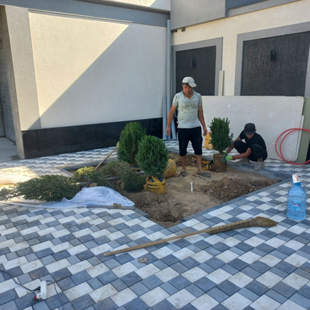 Gazon tayyori birinchi qol  газон рулонные