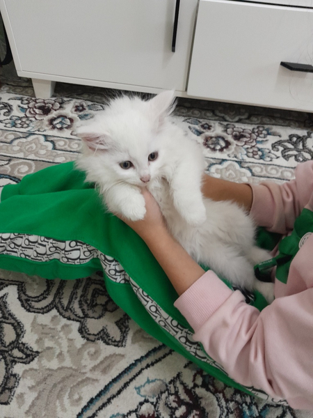 Снежка маленькая