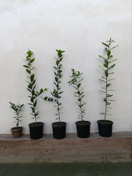 Lavrolivis (Dafna) daraxti