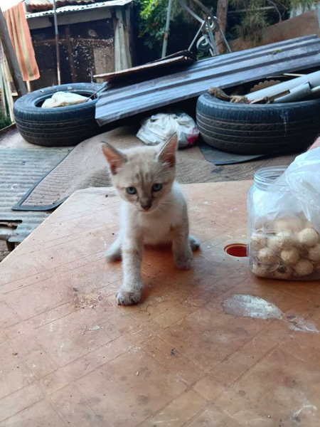 Продаются Сиамские котята