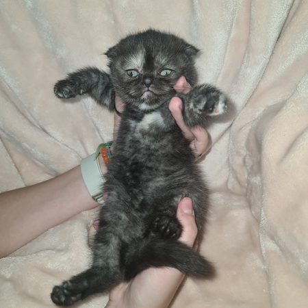 Премиальные котята скотиш фолд