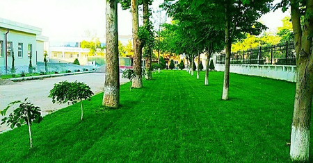 Chim va gazon xizmatlarini taklif etamiz