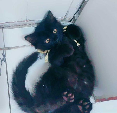 Отдам котёнка даром