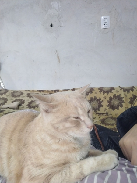 Скотч страй 1 йош