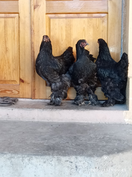 Brama gigant tovuq qora
