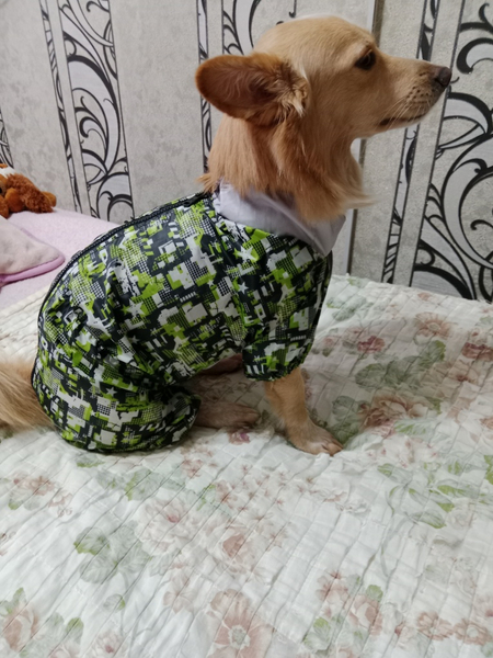 Дождевики и попоны для собак.