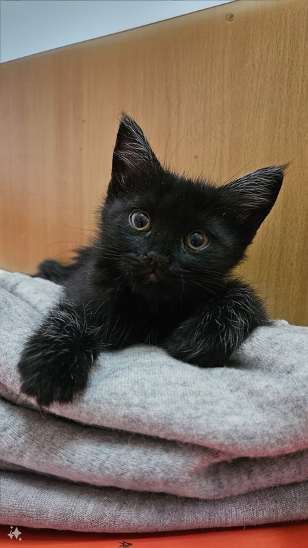 Отдам котенка в надёжные руки