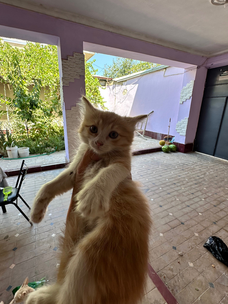 Отдам котят бесплатно