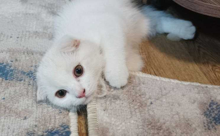 Вислоухие котята