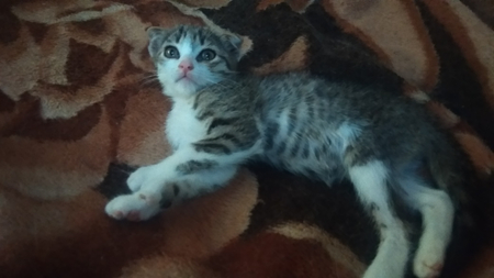 Маленький умный котенок ищет уютный домик 300 тыс