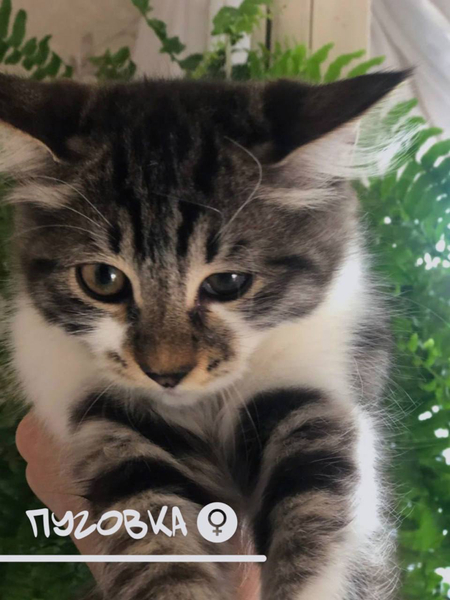 Котята три месяца срочно