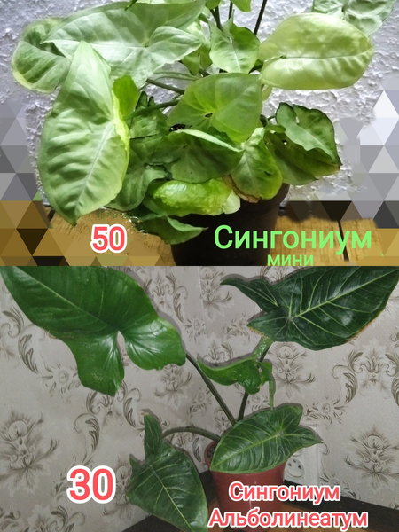 Продаю комнатные растения.
