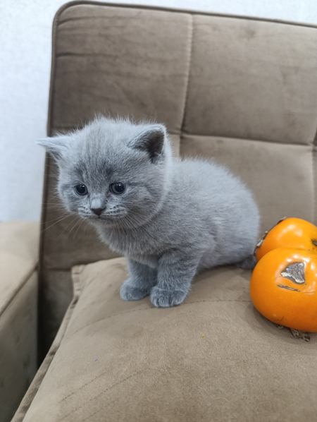 Чистокровные британцы